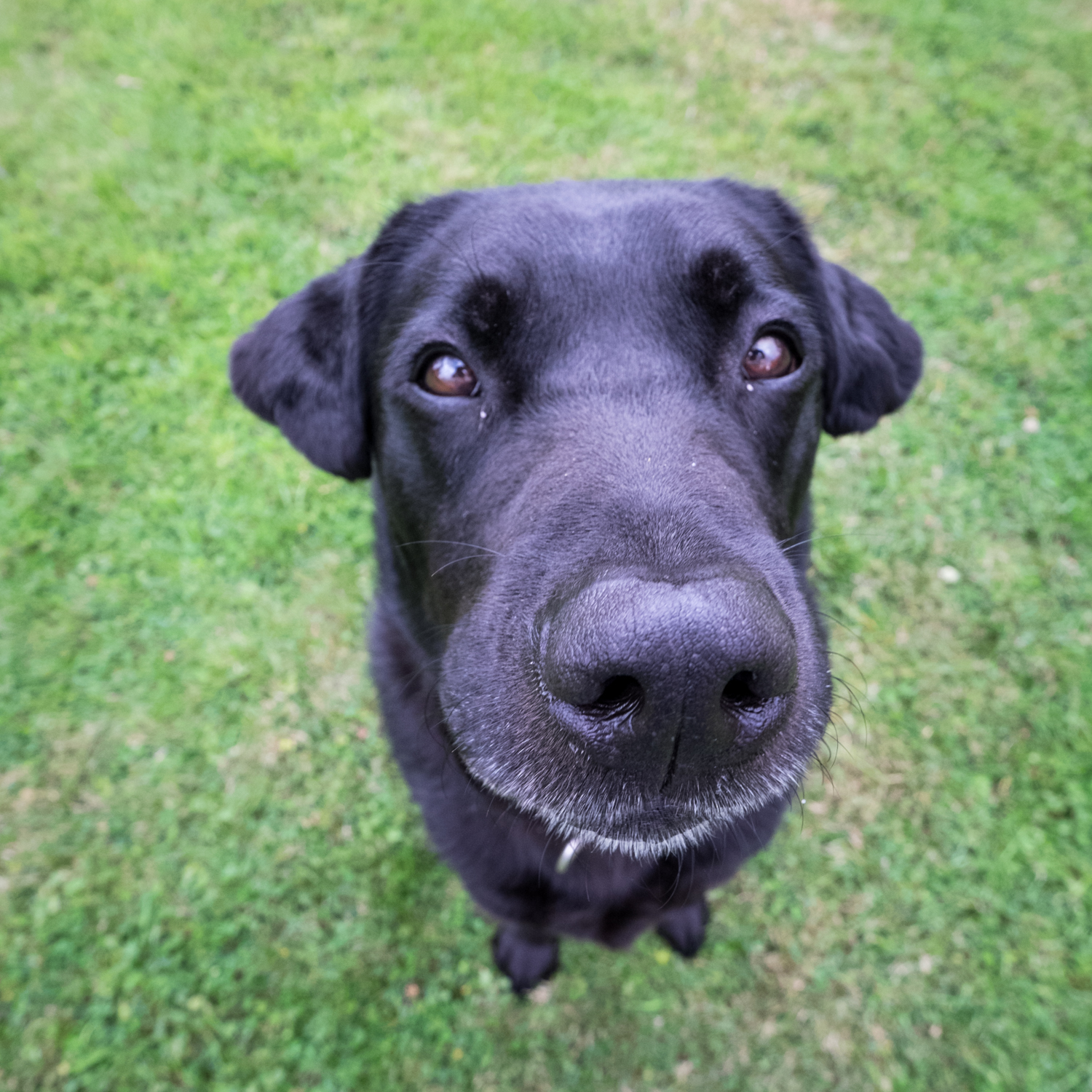 Fujifilm Corporate Blog | Dog wide-angle