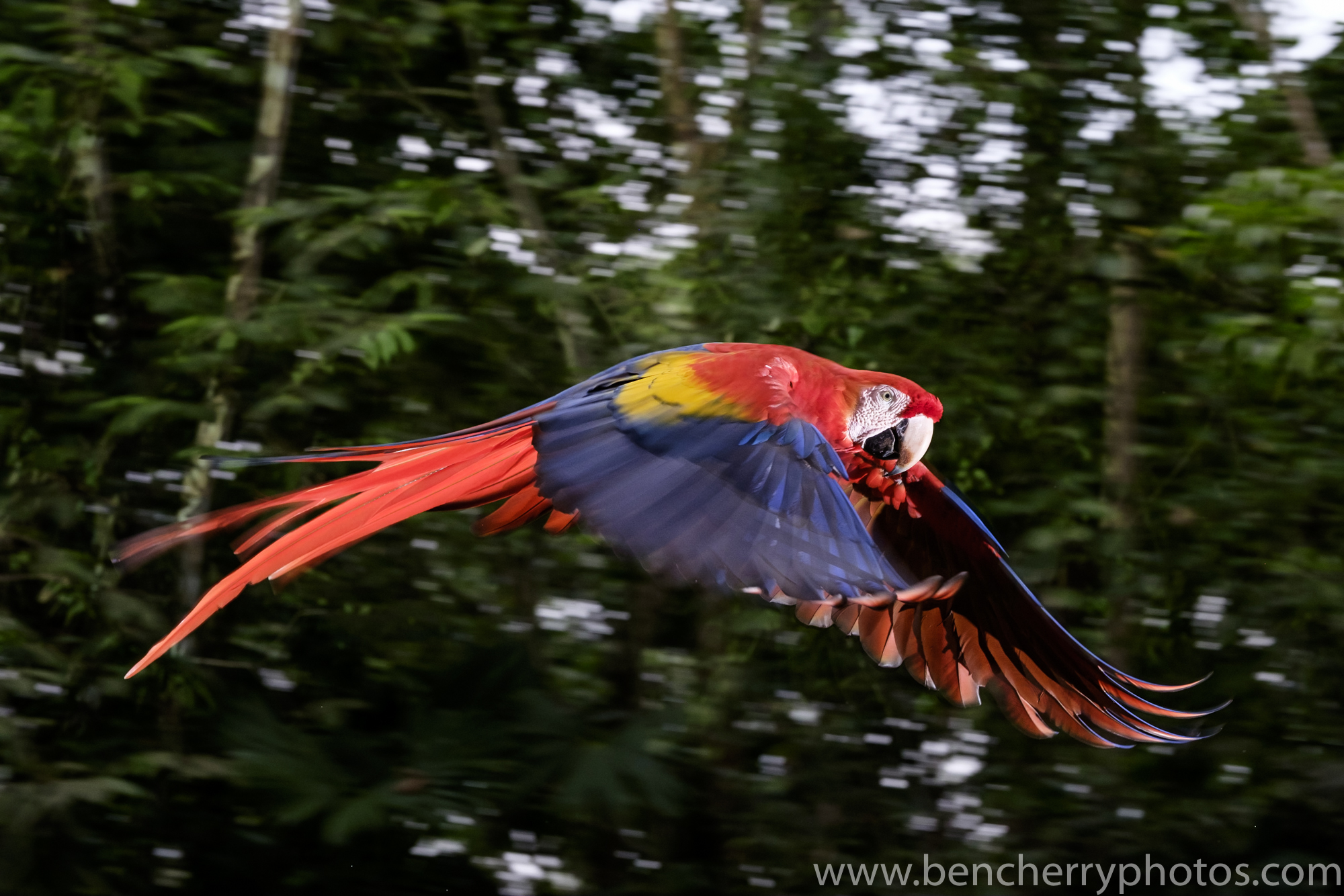 Fujifilm Corporate Blog | Flying Macaw-17