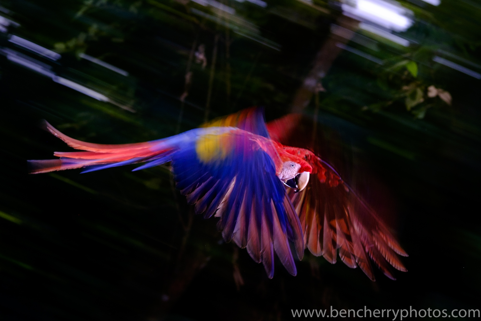 Fujifilm Corporate Blog | Flying Macaw-5